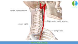 Longus Capitis Muscle Anatomy | OrthoFixar