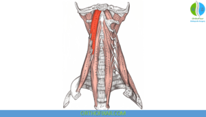 Longus Capitis Muscle Anatomy | OrthoFixar