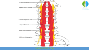 Longus Colli Muscle Anatomy | OrthoFixar