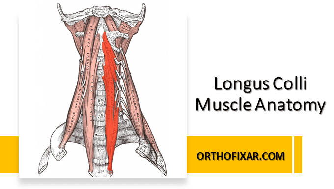 Longus Colli Muscle Anatomy | OrthoFixar 2024