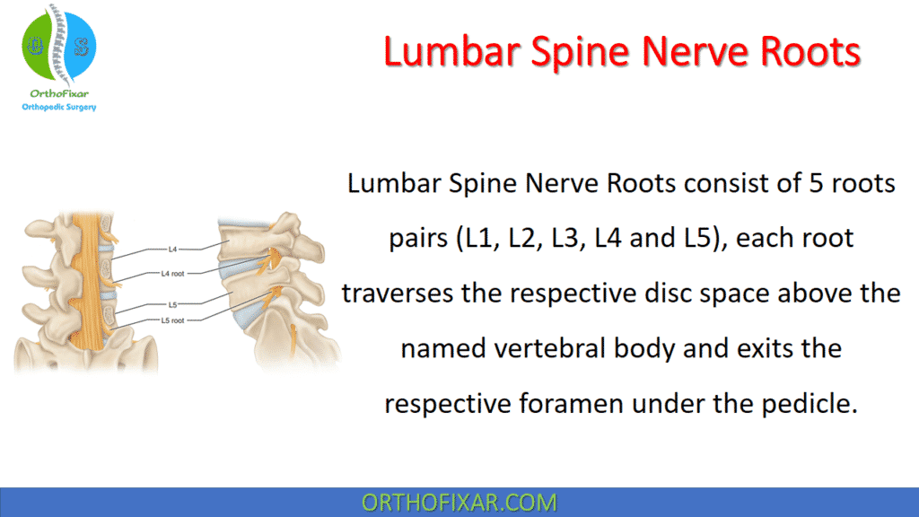 Lumbar Spine Nerve Roots Explained Easily | OrthoFixar