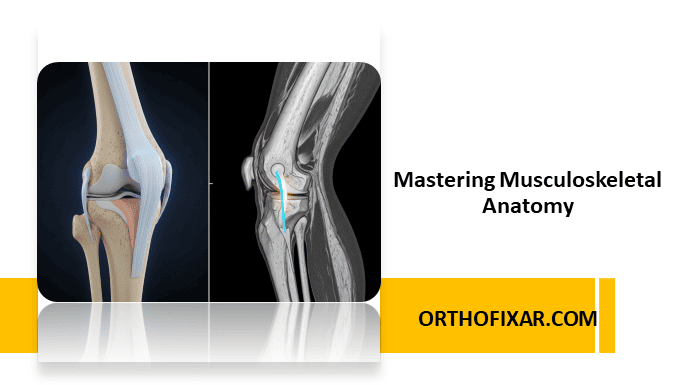 Multifidus Muscle Anatomy | OrthoFixar 2025