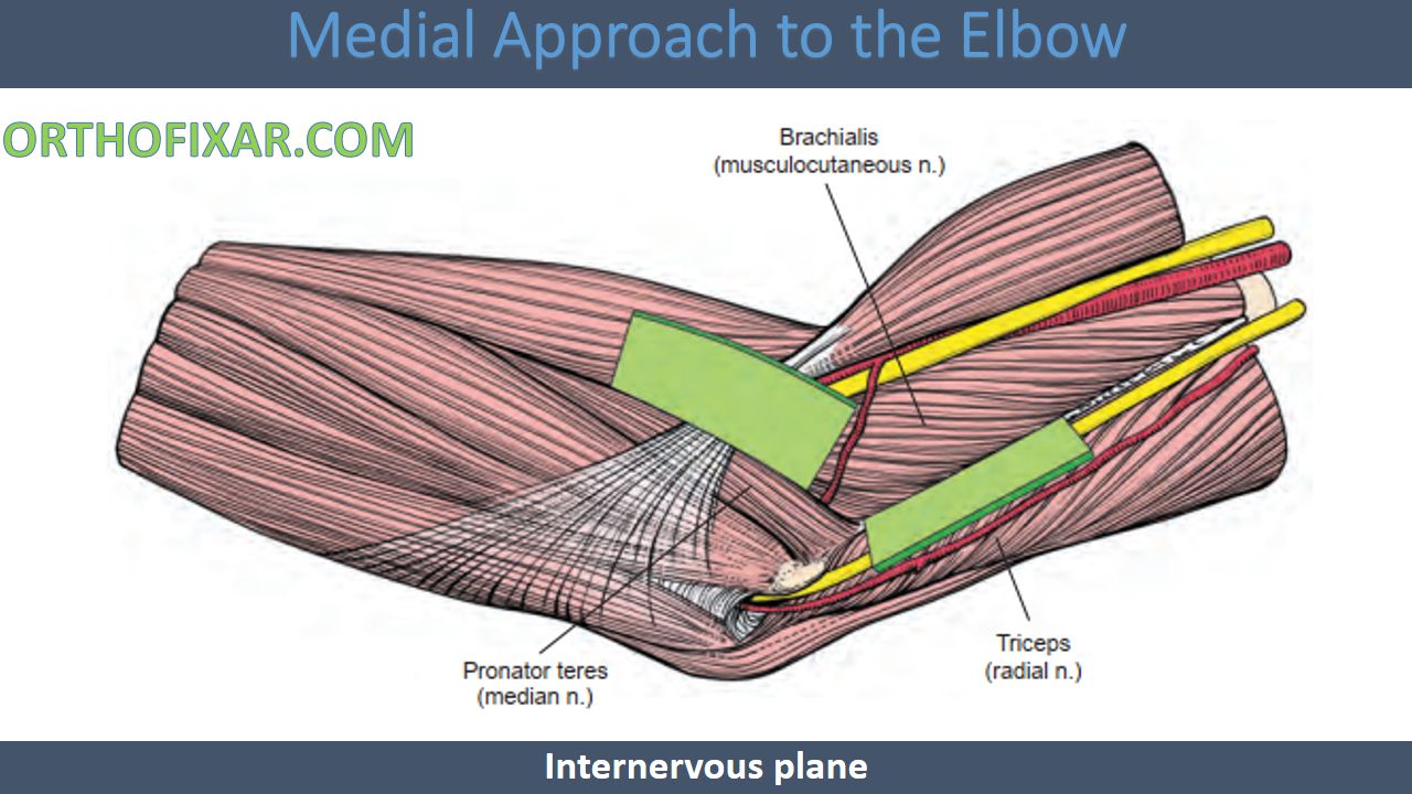 Medial Approach To The Elbow • Easy Tutorial