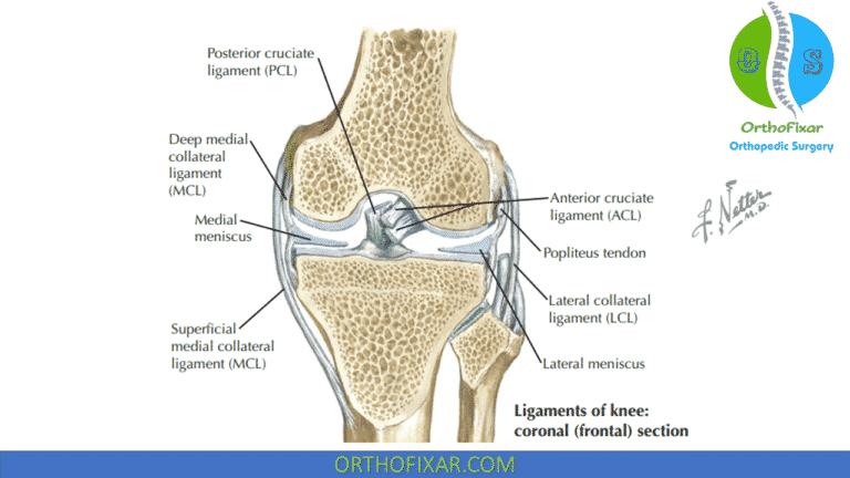 Knee Ligaments Anatomy | OrthoFixar 2025