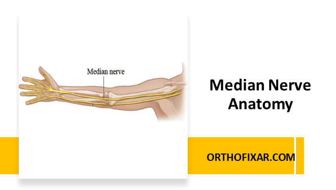 Median Nerve Anatomy | OrthoFixar