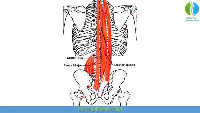 Multifidus Muscle Anatomy | Orthopedic Learning