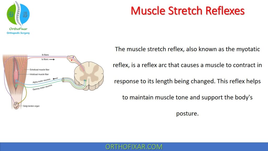 External Rotation Lag Sign | OrthoFixar 2025