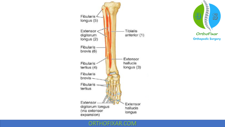 Anterior Compartment Of Leg | Orthopedic Learning