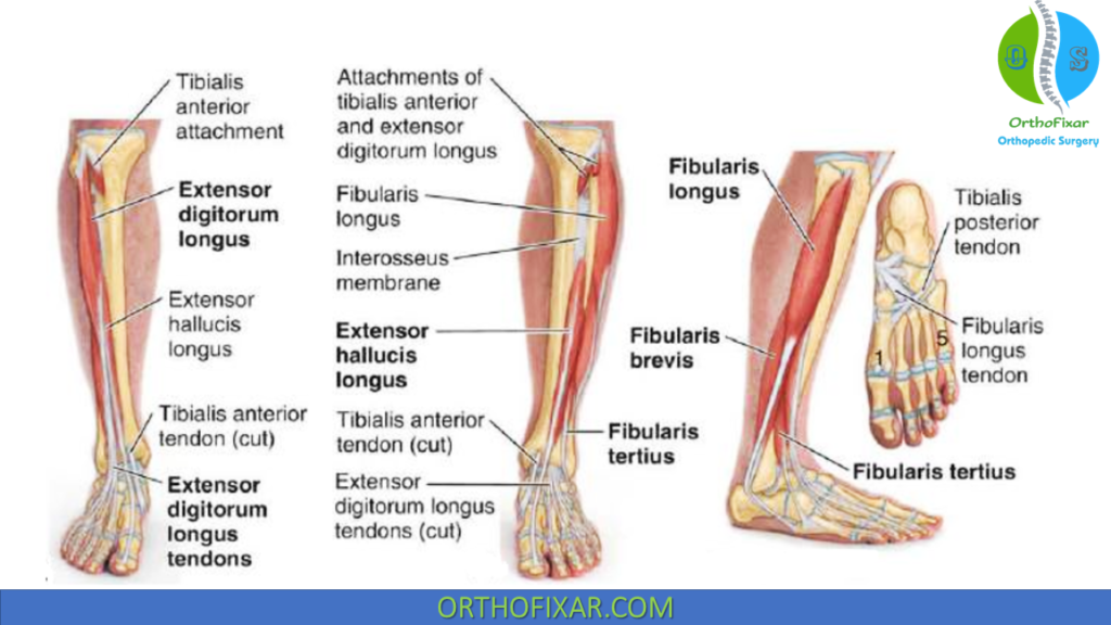 Anterolateral Compartment Of Leg Muscles Anterolateral Compartment Of Leg Muscles