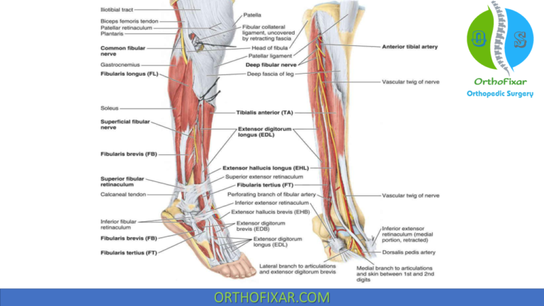 Anterior Compartment Of Leg | OrthoFixar