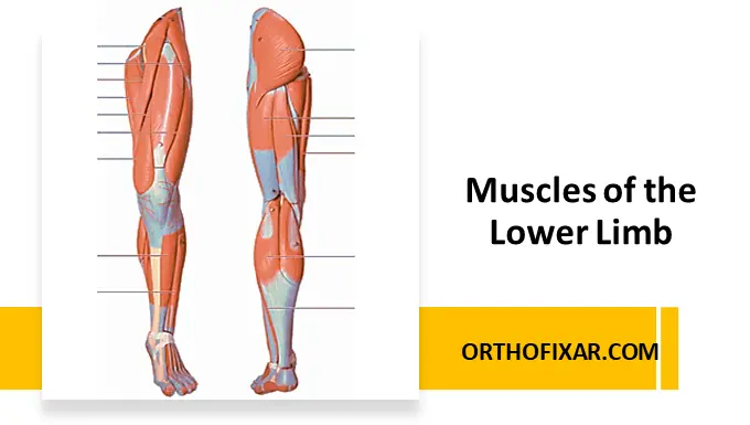 Muscles Of The Lower Limb | OrthoFixar