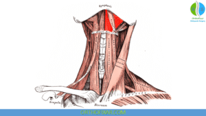 Mylohyoid Muscle Anatomy | OrthoFixar