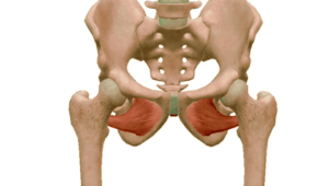 Obturator Internus Pain, Diagnosis & Treatment | OrthoFixar