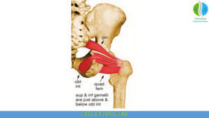 Obturator Internus Muscle Anatomy | OrthoFixar