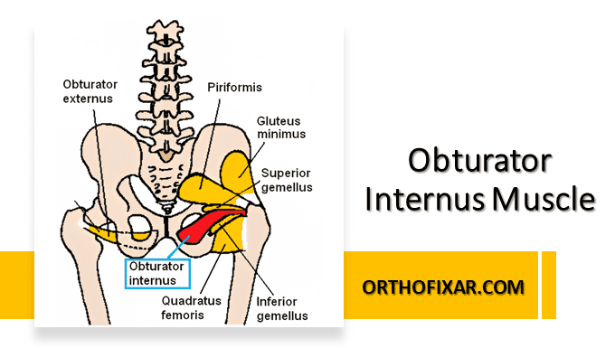 Obturator Internus Muscle Anatomy | OrthoFixar