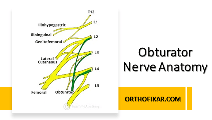 Obturator Nerve Anatomy | OrthoFixar