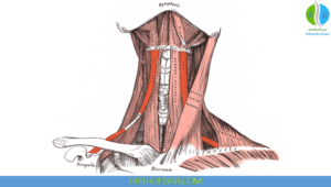Omohyoid Muscle Anatomy | OrthoFixar