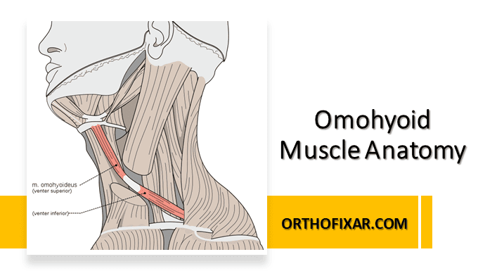 Omohyoid Muscle Figure 2 From A Study Of Anatomical Variability Of The