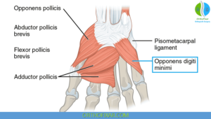 Opponens Digiti Minimi Muscle Anatomy