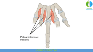 Palmar Interossei Of Hand | OrthoFixar