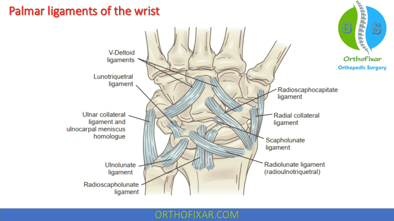 Wrist Anatomy: Bones, Ligaments & Joints | OrthoFixar 2025