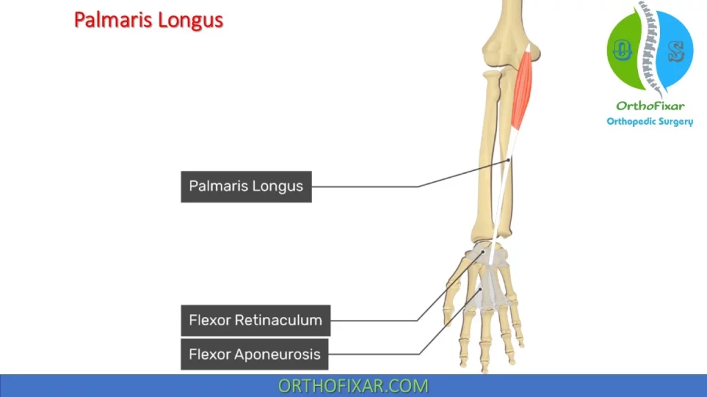Palmaris Longus Origin And Insertion