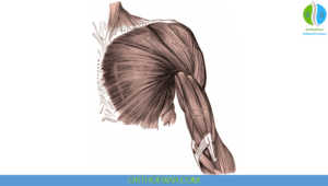 Pectoralis Major Muscle Anatomy | OrthoFixar