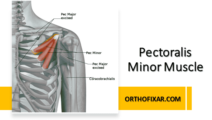 Pectoralis Minor Muscle Anatomy | OrthoFixar
