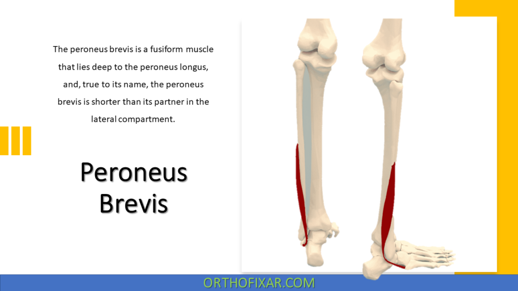 Peroneus Brevis | OrthoFixar