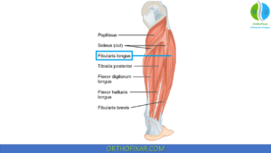 Peroneus Longus Muscle