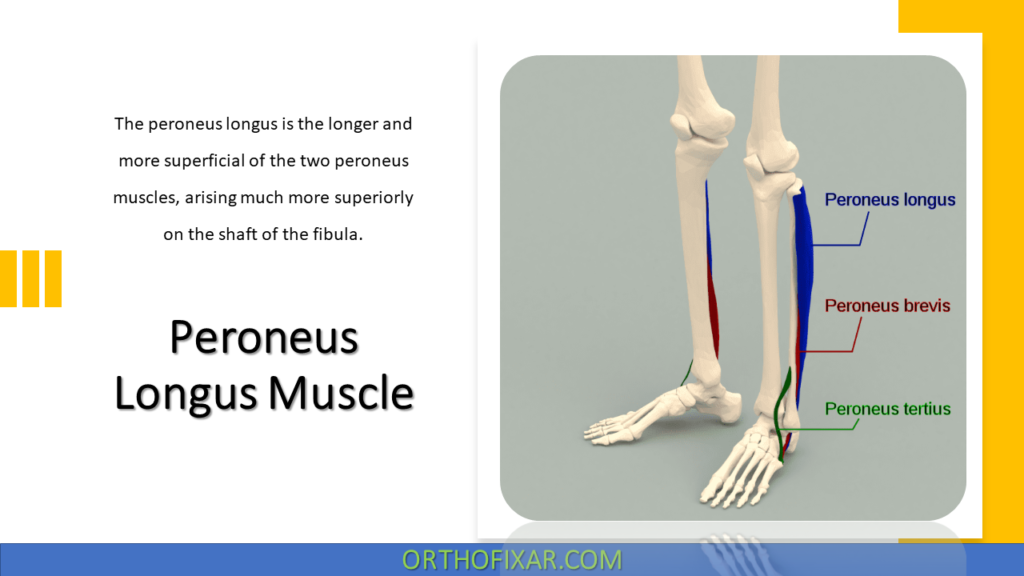 Peroneus Longus Muscle | OrthoFixar