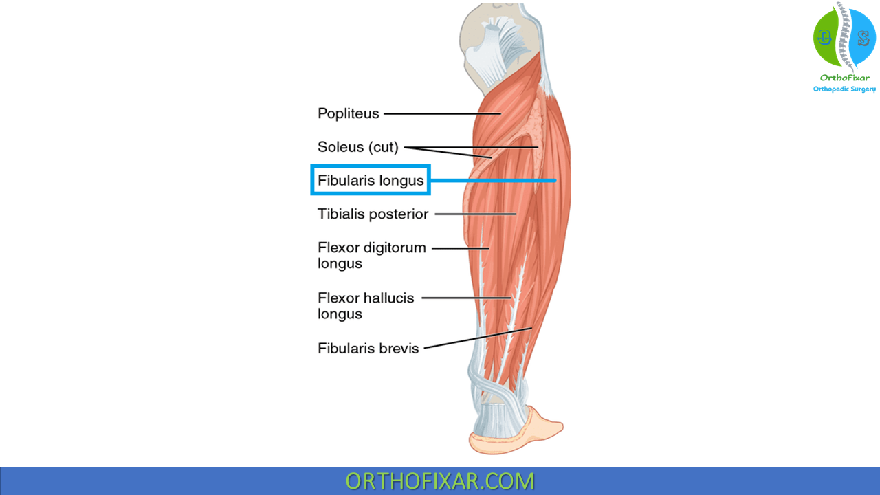 Peroneus Longus Muscle | OrthoFixar
