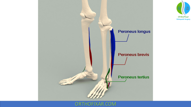 Peroneus Tertius Muscle | OrthoFixar