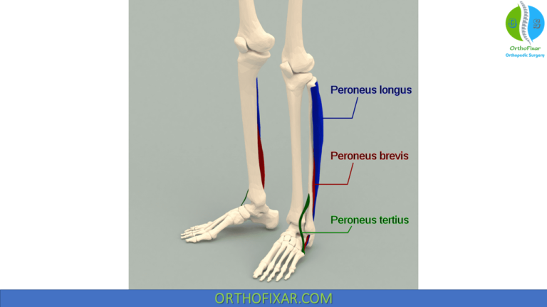 Peroneus Brevis | OrthoFixar