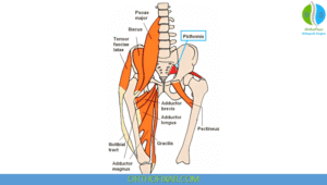 Piriformis Muscle Anatomy | OrthoFixar