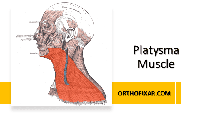 Platysma Muscle Anatomy | OrthoFixar