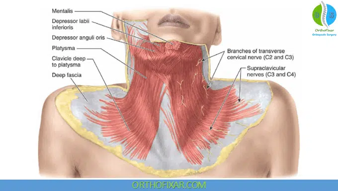 Platysma Muscle Anatomy