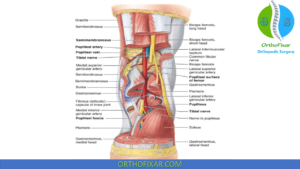Popliteal Fossa | OrthoFixar