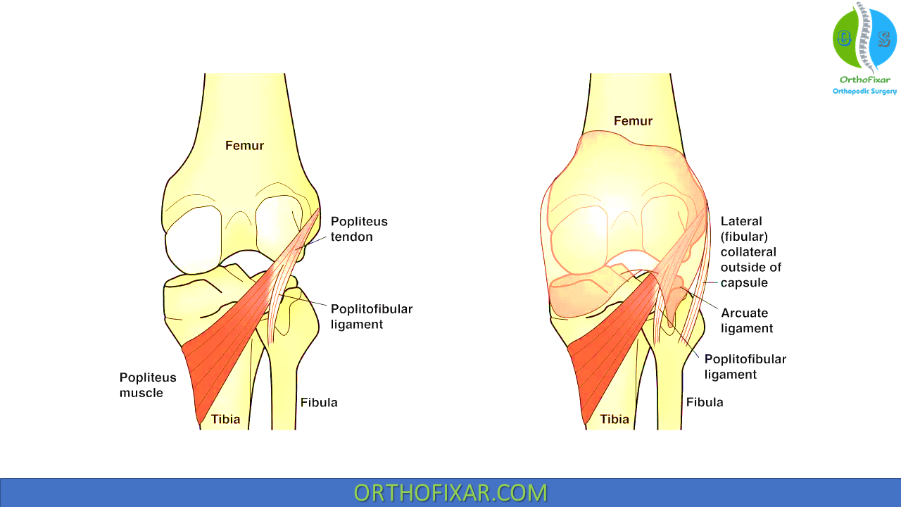 Popliteus Muscle | Orthopedic Learning