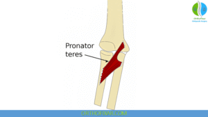 Pronator Teres Muscle Anatomy | OrthoFixar