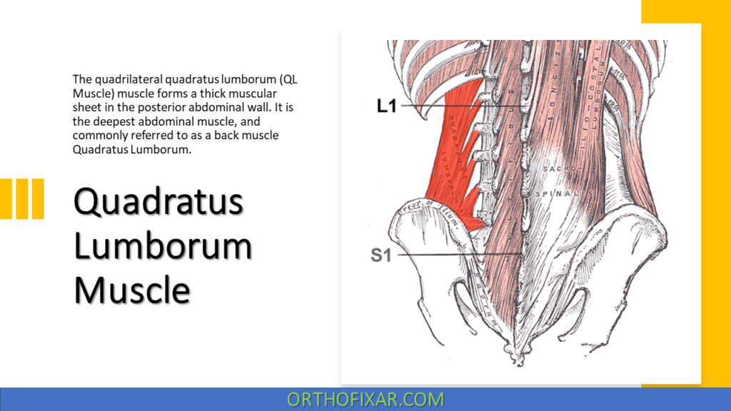 Quadratus Lumborum Muscle | OrthoFixar