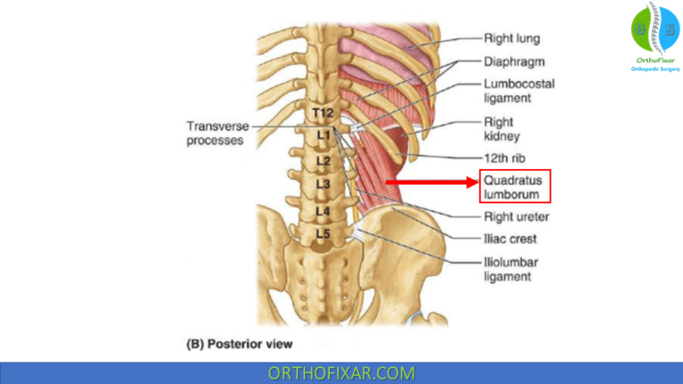 Quadratus Lumborum Muscle | OrthoFixar