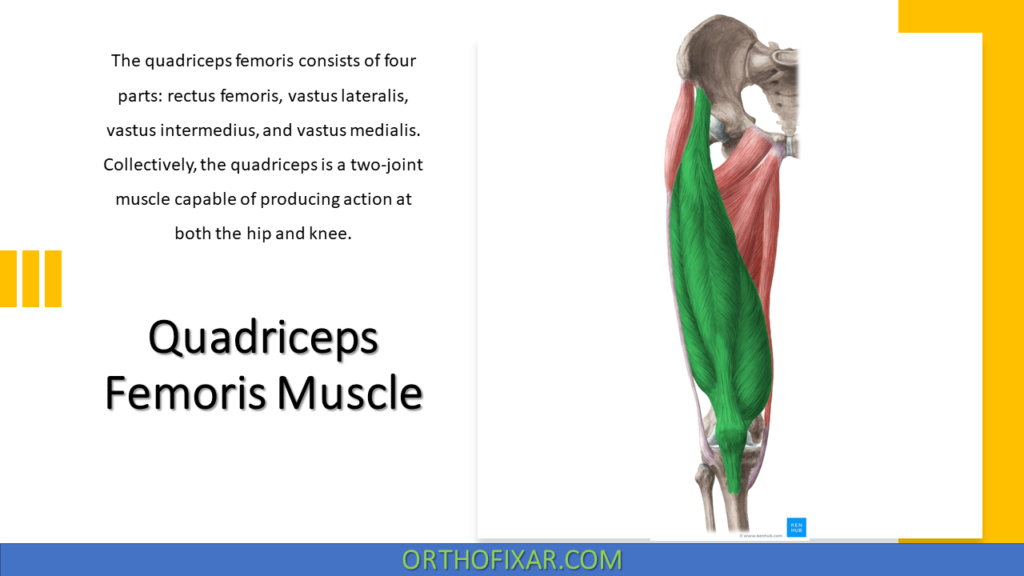 Quadriceps Femoris Muscle Anatomy | OrthoFixar 2025