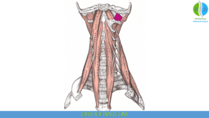 Rectus Capitis Lateralis Muscle Anatomy | OrthoFixar