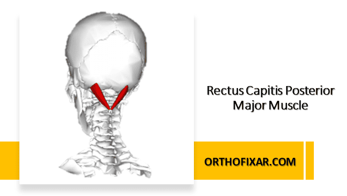 Rectus Capitis Posterior Major Muscle Anatomy | OrthoFixar