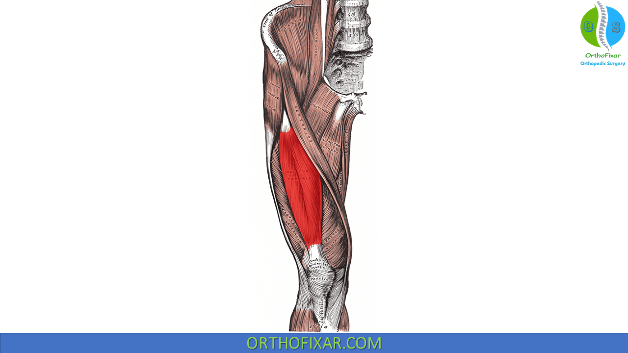 Quadriceps Femoris Muscle Anatomy