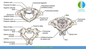 Transverse Ligament Stress Test Explained Easily | OrthoFixar