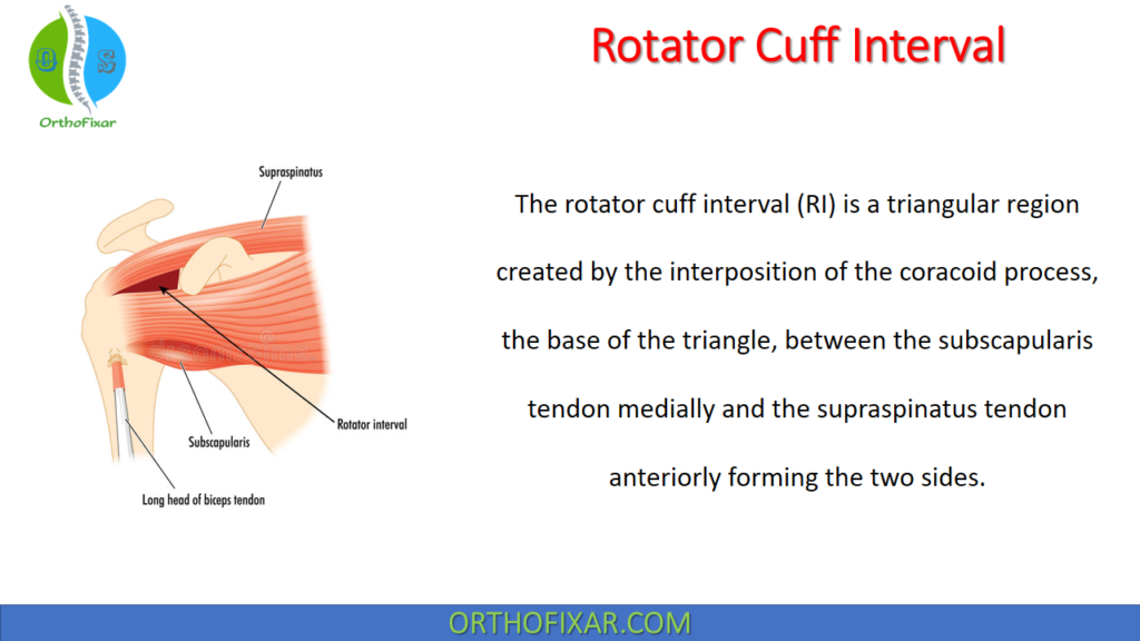 Rotator Cuff Interval | OrthoFixar 2025