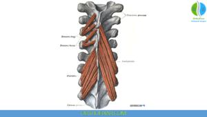 Rotatores Muscles Anatomy | Orthopedic Learning