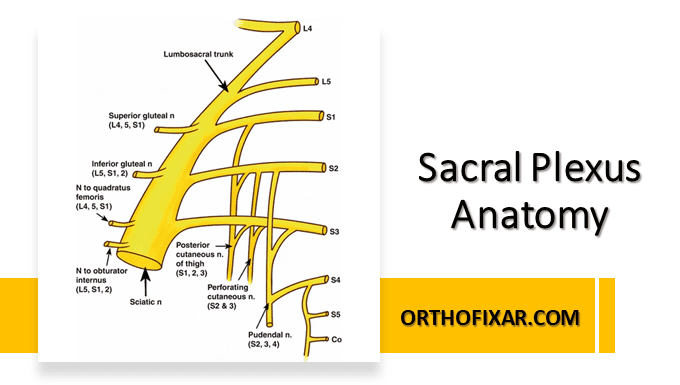 Sacral Plexus Anatomy | OrthoFixar